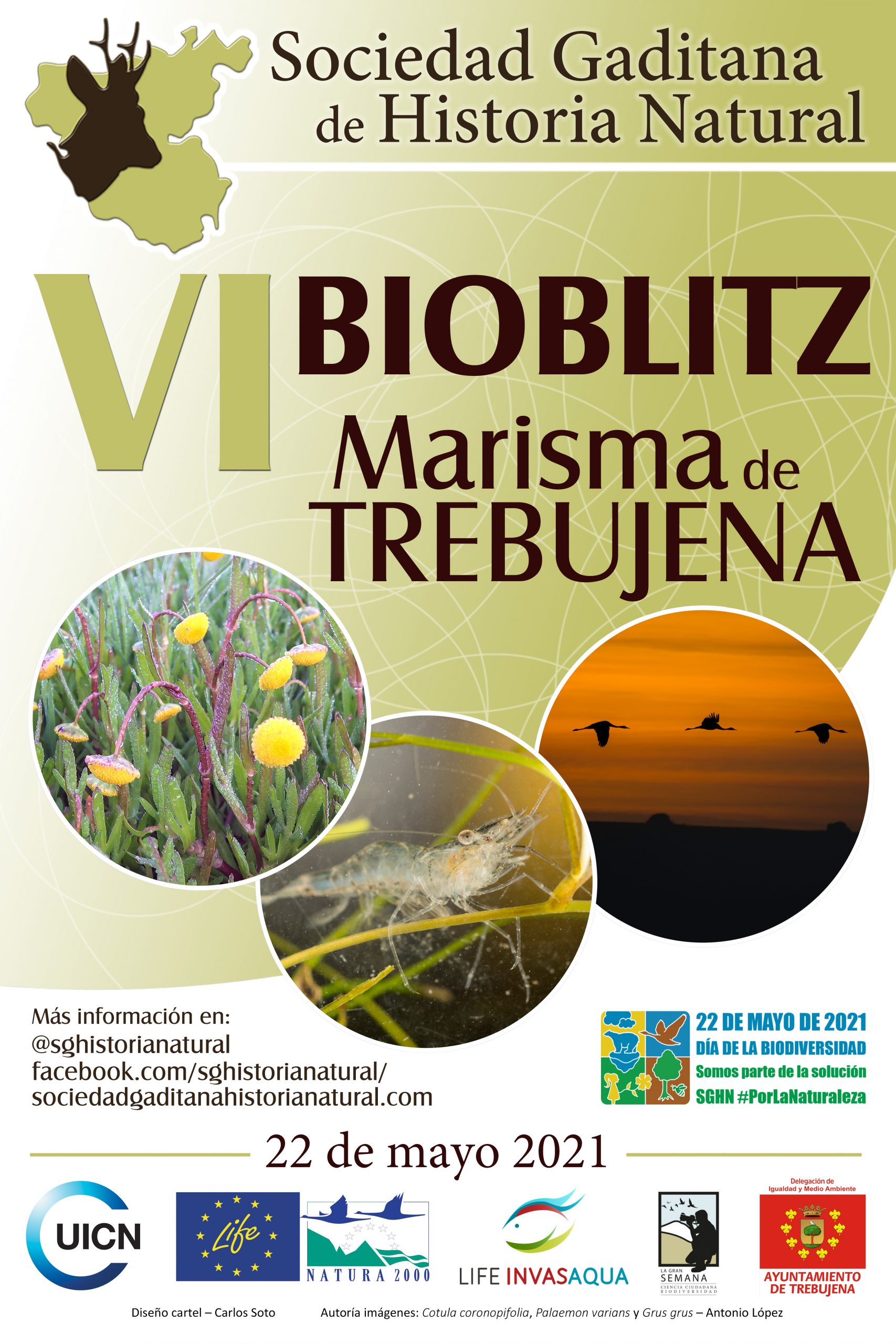 VI BIOBLITZ de la SGHN (22 mayo 2021) - Sociedad Gaditana de Historia Natural