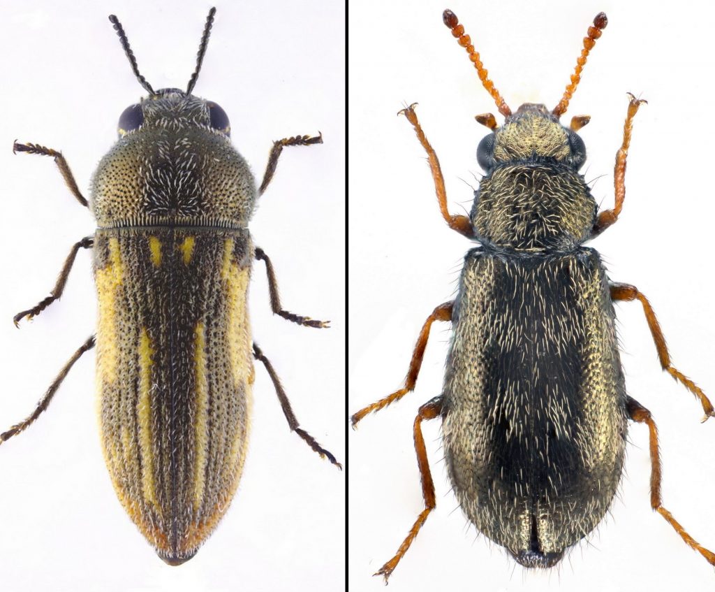 Tres nuevos coleópteros para el catálogo prov. de Cádiz - Sociedad ...