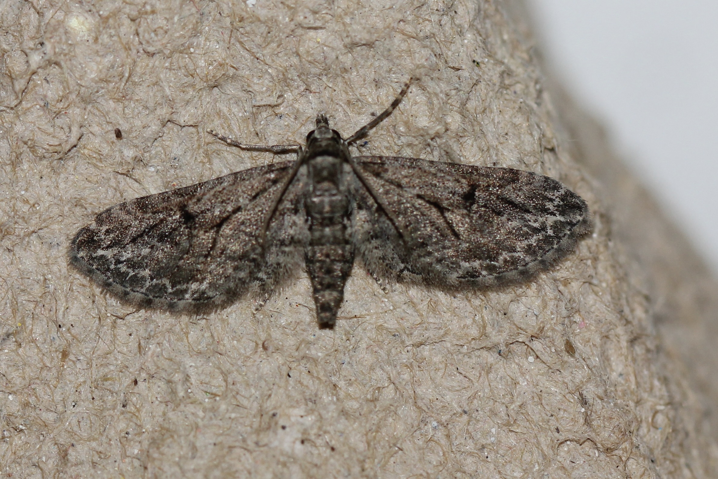 Primer registro ibérico de la polilla Eupithecia sardoa en Tarifa ...